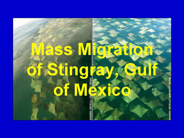 Animal Kingdom Village 動物王國村: 040: Mass Migration of Stingray
